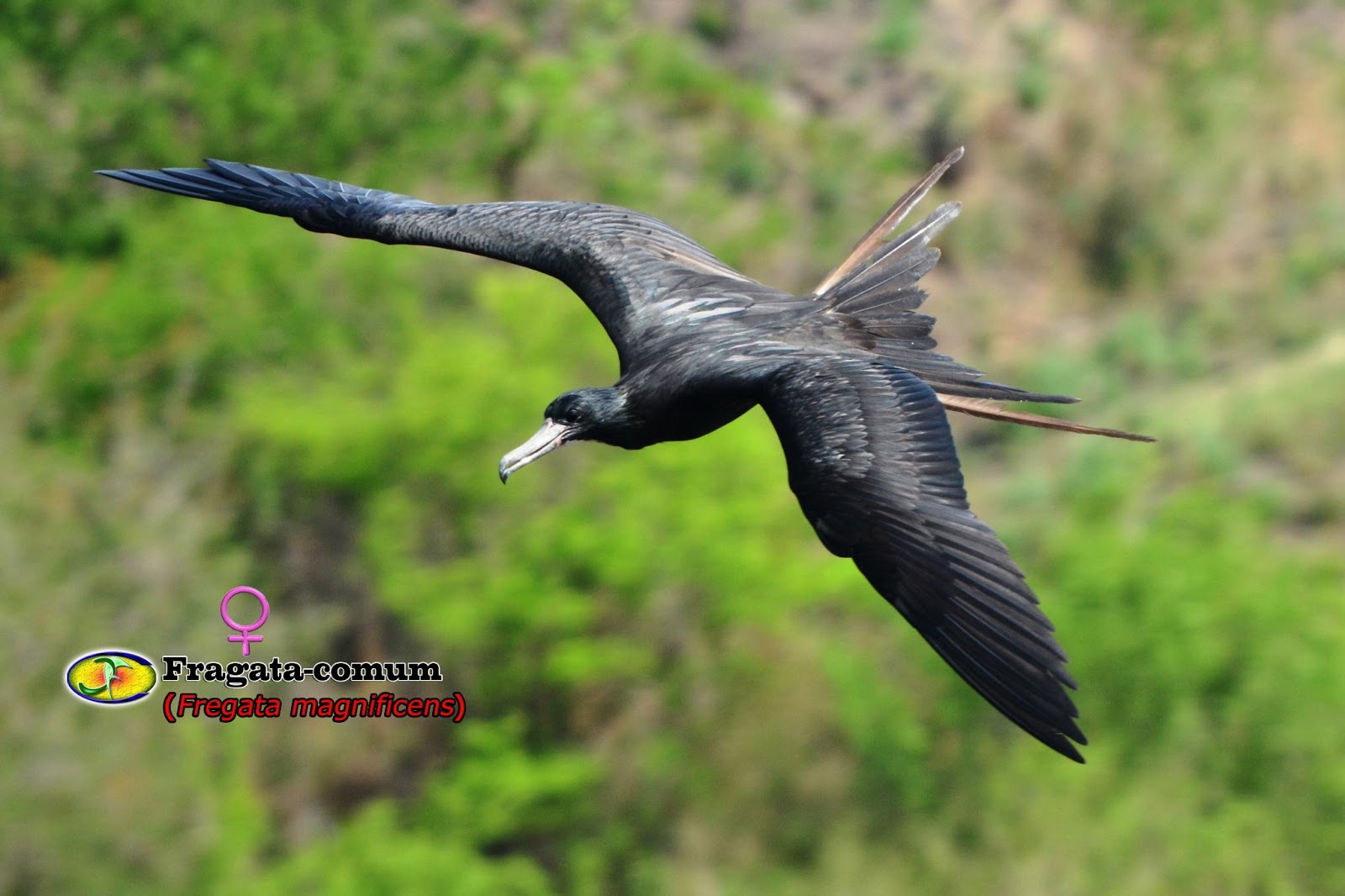 ORNITOLOGIA: Fragata-comum (Fregata magnificens)